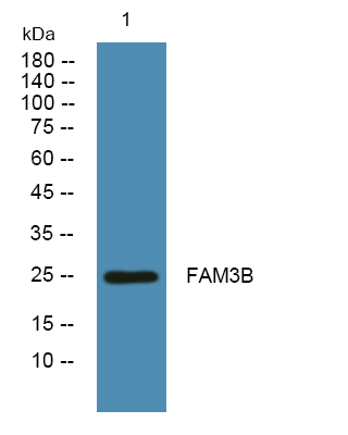 FAM3B Polyclonal Antibody- ELISA科研检测中心-优品生物官网