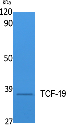 TCF-19 Polyclonal Antibody- ELISA科研检测中心-优品生物官网
