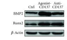 RUNX2 Polyclonal Antibody- ELISA科研检测中心-优品生物官网