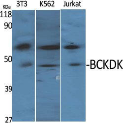 BCKDK Polyclonal Antibody- ELISA科研检测中心-优品生物官网