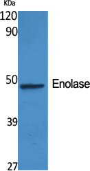 Enolase Polyclonal Antibody- ELISA科研检测中心-优品生物官网