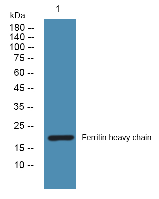 Ferritin heavy chain Polyclonal Antibody- ELISA科研检测中心-优品生物官网
