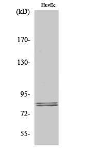 HSL Polyclonal Antibody- ELISA科研检测中心-优品生物官网