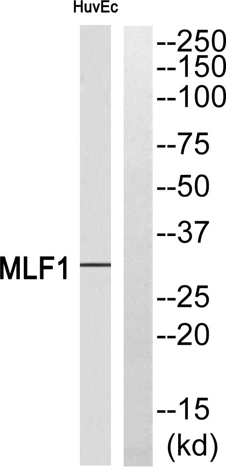 MLF1 Polyclonal Antibody- ELISA科研检测中心-优品生物官网