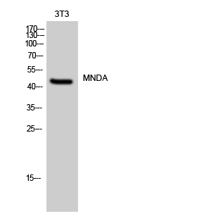 MNDA Polyclonal Antibody- ELISA科研检测中心-优品生物官网
