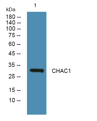 CHAC1 Polyclonal Antibody- ELISA科研检测中心-优品生物官网