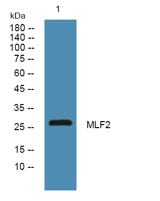 MLF2 Polyclonal Antibody- ELISA科研检测中心-优品生物官网