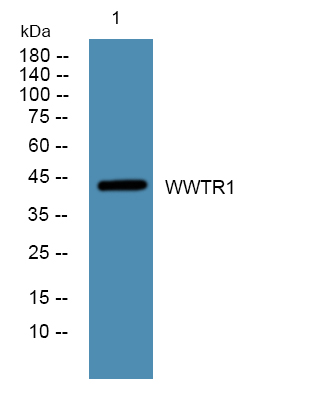 WWTR1 Polyclonal Antibody- ELISA科研检测中心-优品生物官网