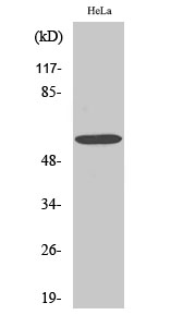 G3BP1 Polyclonal Antibody- ELISA科研检测中心-优品生物官网