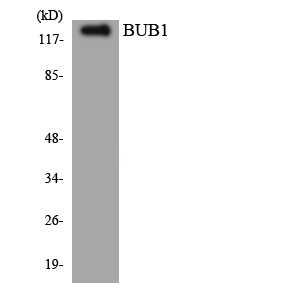 BUB1 Polyclonal Antibody- ELISA科研检测中心-优品生物官网