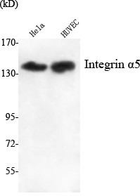 Integrin α5 Monoclonal Antibody- ELISA科研检测中心-优品生物官网