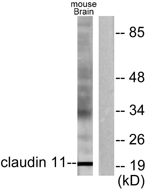 Claudin-11 Polyclonal Antibody- ELISA科研检测中心-优品生物官网