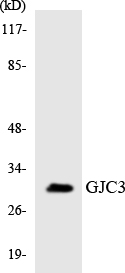 Connexin 31.3 Polyclonal Antibody- ELISA科研检测中心-优品生物官网