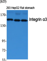 Integrin α3 Polyclonal Antibody- ELISA科研检测中心-优品生物官网
