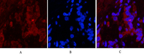 Cleaved-Caspase-1 p20 (D210) Monoclonal Antibody- ELISA科研检测中心-优品生物官网