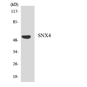 SNX4 Monoclonal Antibody- ELISA科研检测中心-优品生物官网