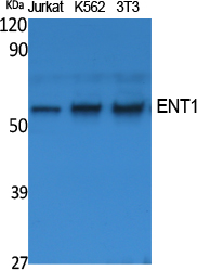ENT1 Monoclonal Antibody- ELISA科研检测中心-优品生物官网