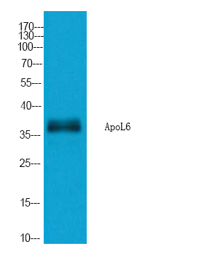 ApoL6 Monoclonal Antibody- ELISA科研检测中心-优品生物官网