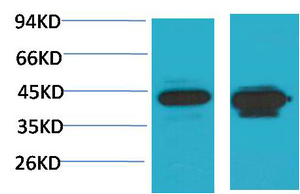 HAO1 Monoclonal Antibody- ELISA科研检测中心-优品生物官网