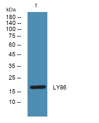 LY86 Monoclonal Antibody- ELISA科研检测中心-优品生物官网