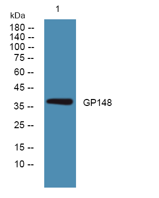 GP148 Monoclonal Antibody- ELISA科研检测中心-优品生物官网