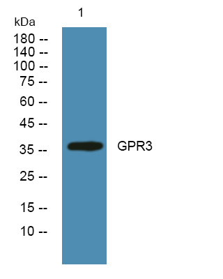 GPR3 Monoclonal Antibody- ELISA科研检测中心-优品生物官网