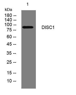 DISC1 mouse mAb- ELISA科研检测中心-优品生物官网