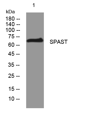 SPAST mouse mAb- ELISA科研检测中心-优品生物官网