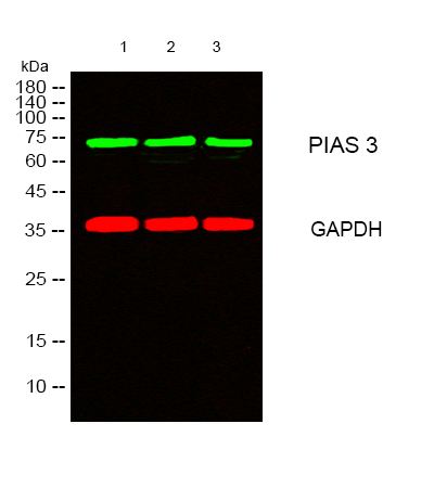 PIAS 3 Monoclonal Antibody- ELISA科研检测中心-优品生物官网
