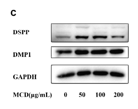 DMP1 Monoclonal Antibody- ELISA科研检测中心-优品生物官网