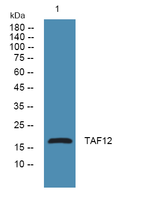 TAF12 Monoclonal Antibody- ELISA科研检测中心-优品生物官网
