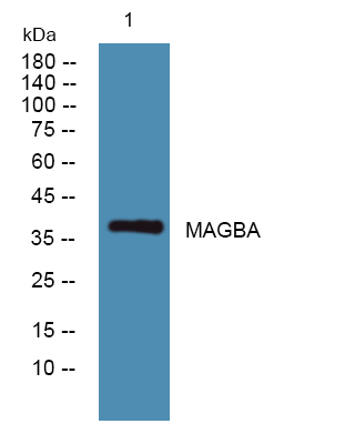 MAGBA Monoclonal Antibody- ELISA科研检测中心-优品生物官网