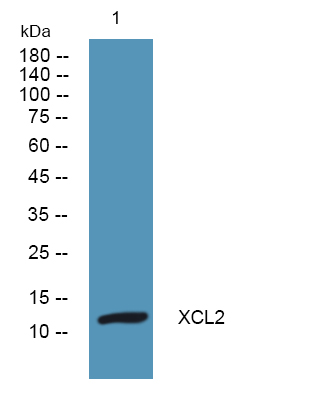 XCL2 Monoclonal Antibody- ELISA科研检测中心-优品生物官网