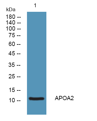 APOA2 Monoclonal Antibody- ELISA科研检测中心-优品生物官网