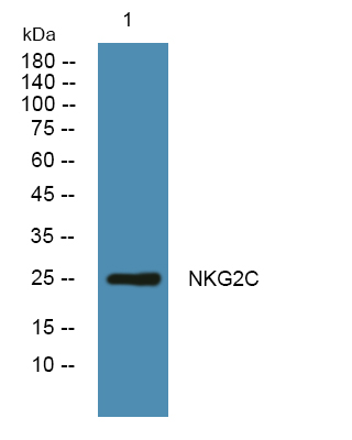 NKG2C Monoclonal Antibody- ELISA科研检测中心-优品生物官网