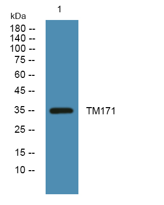 TM171 Monoclonal Antibody- ELISA科研检测中心-优品生物官网