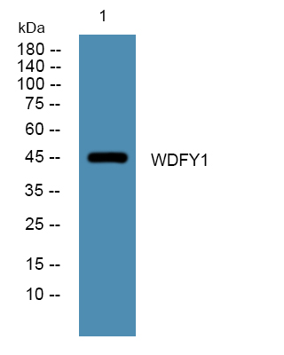 WDFY1 Monoclonal Antibody- ELISA科研检测中心-优品生物官网