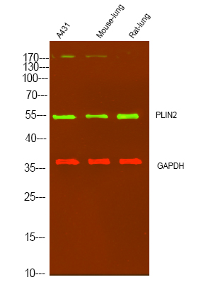 PLIN2 Monoclonal Antibody- ELISA科研检测中心-优品生物官网