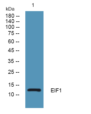 EIF1 Monoclonal Antibody- ELISA科研检测中心-优品生物官网