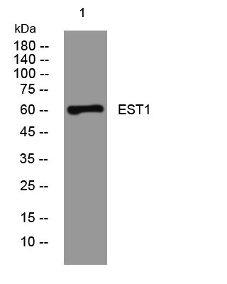 EST1 mouse mAb- ELISA科研检测中心-优品生物官网