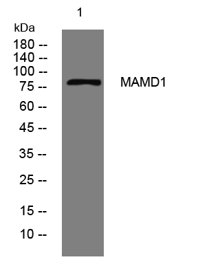 MAMD1 mouse mAb- ELISA科研检测中心-优品生物官网
