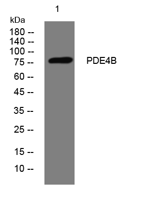 PDE4B mouse mAb- ELISA科研检测中心-优品生物官网