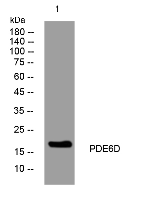 PDE6D mouse mAb- ELISA科研检测中心-优品生物官网