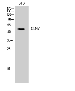 CD47 Monoclonal Antibody- ELISA科研检测中心-优品生物官网