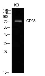 CD93 Monoclonal Antibody- ELISA科研检测中心-优品生物官网