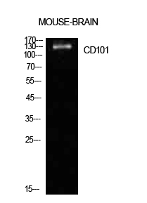 CD101 Monoclonal Antibody- ELISA科研检测中心-优品生物官网