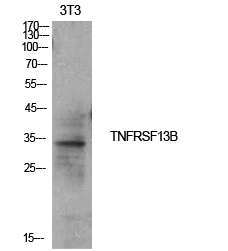 CD267 Monoclonal Antibody- ELISA科研检测中心-优品生物官网