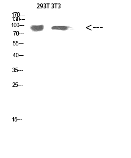 Atg9a Monoclonal Antibody- ELISA科研检测中心-优品生物官网