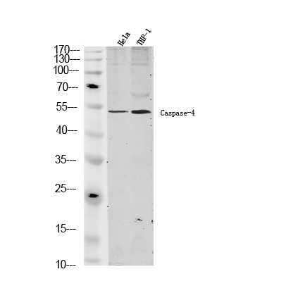 Caspase-4 Monoclonal Antibody- ELISA科研检测中心-优品生物官网