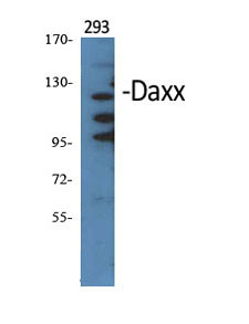 Daxx Monoclonal Antibody- ELISA科研检测中心-优品生物官网